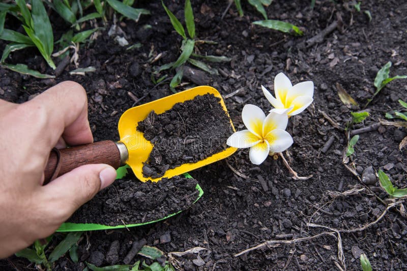 Shovel Spoons Digging Soil and Plumeria Stock Photo - Image of scoop ...
