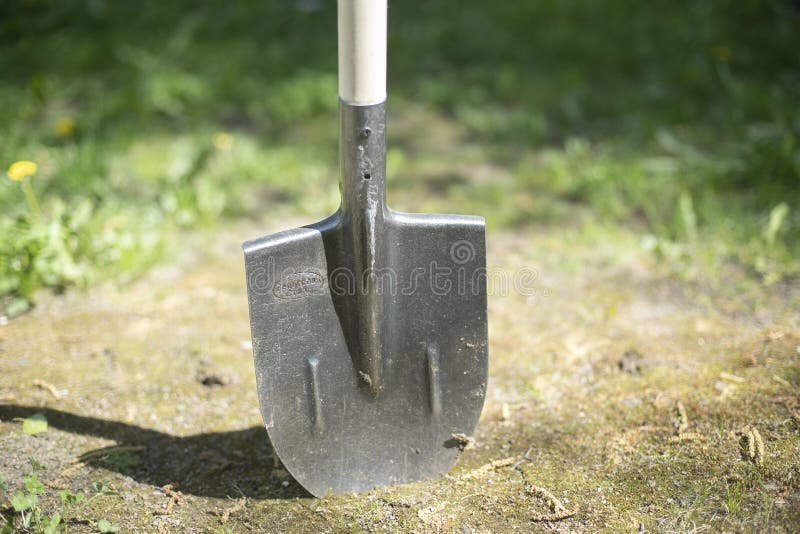 Shovel is Stuck in Ground. Garden Tool Stock Photo - Image of plant ...