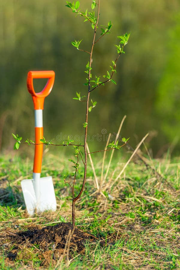 Shovel and Tree Sprout Spring Planting in the Park Concept Ecology ...
