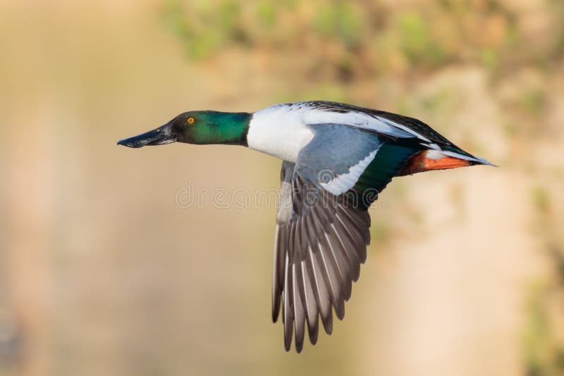 Ryan Rubino (Ryansrubino) - Contributor Profile on Dreamstime