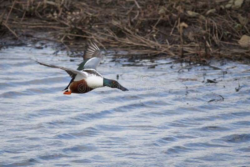 Shoveler stock photo. Image of clypeata, northern, wetlands - 58257796