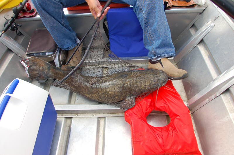Shovelhead catfish stock image. Image of angler, tempt - 14948551