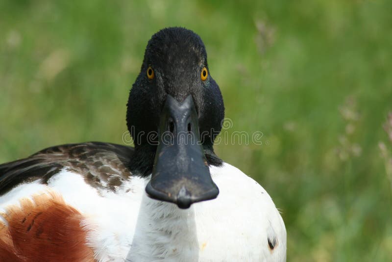 Shoveller duck stock photo. Image of landscape, summer - 13511532