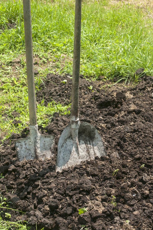 Shovel stuck in manure stock photo. Image of dirt, tool - 72570114