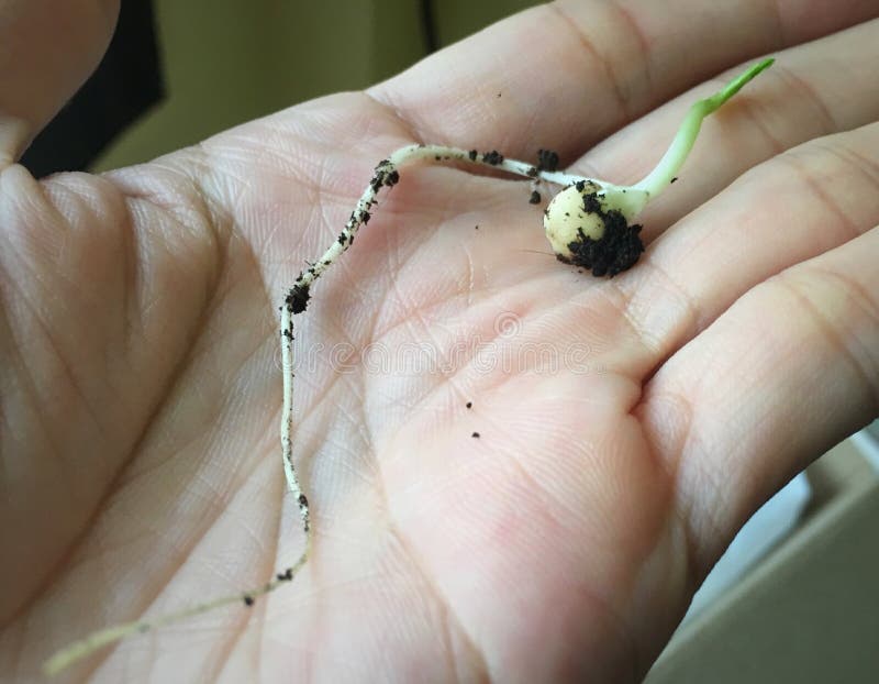 Baby seed on hand stock image. Image of tree, show, healthy - 134453797