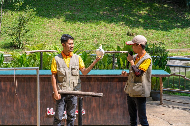 A Show with Birds in a Bird Park. a Trainer with Parrots Editorial ...