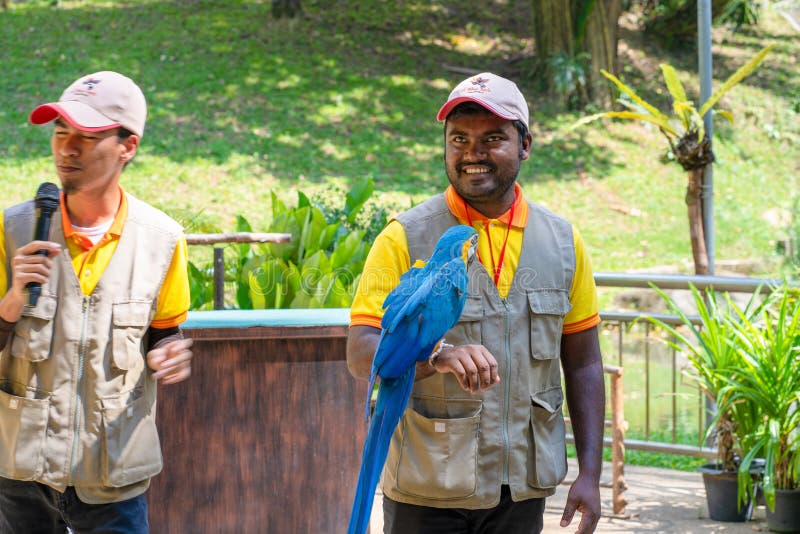 A Show with Birds in a Bird Park. a Trainer with Parrots Editorial ...