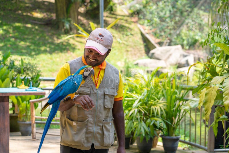 A Show with Birds in a Bird Park. a Trainer with Parrots Editorial ...