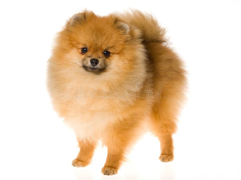 Show Champion Pomeranian on White Background Stock Photo - Image of ...