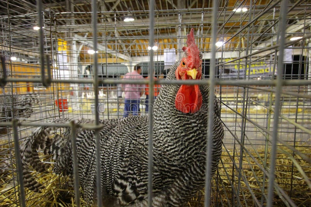 Show Chickens in a Cage Display Stock Image - Image of chicken, bird ...