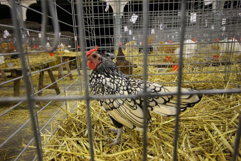Show Chickens in a Cage Display Stock Image - Image of display, chicken ...