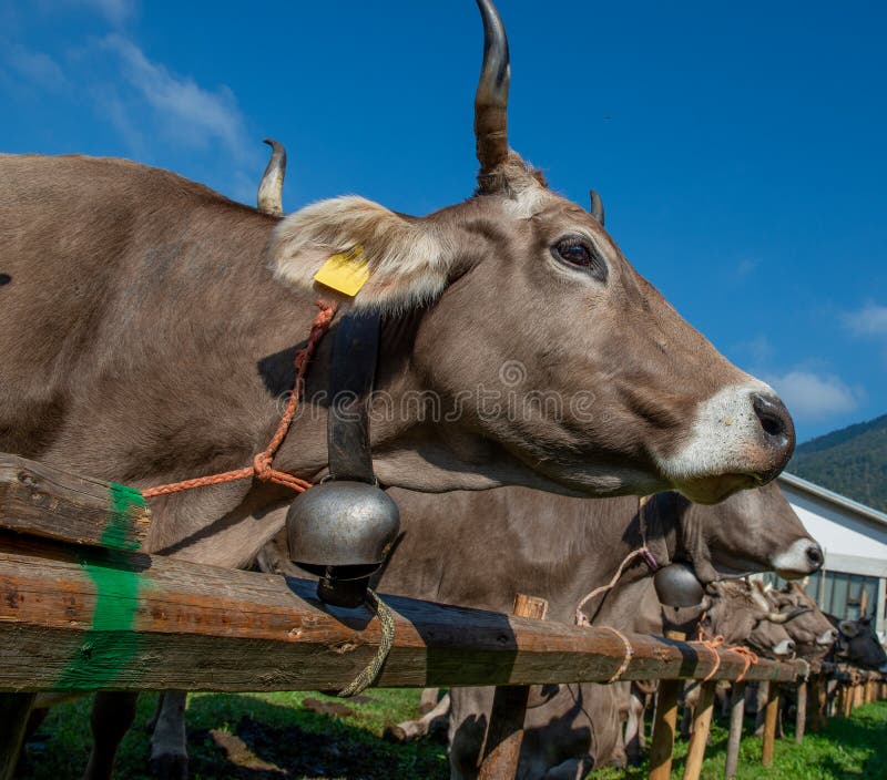 Show Cows stock photo. Image of farms, fair, critters, farm - 12096