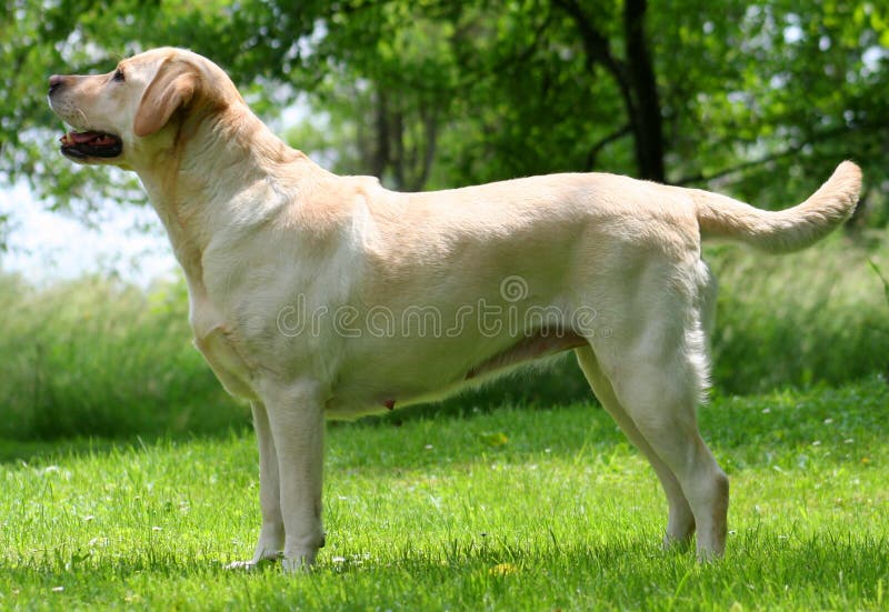 Show Dog stock photo. Image of breed, female, puppy, pure - 139326