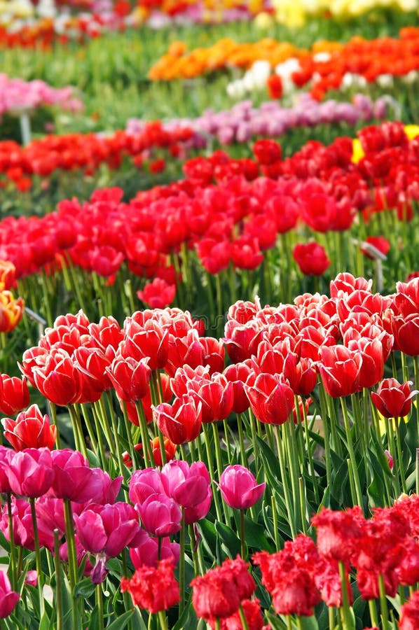 Tulip Flowers Garden in Spring Background or Pattern Stock Image ...