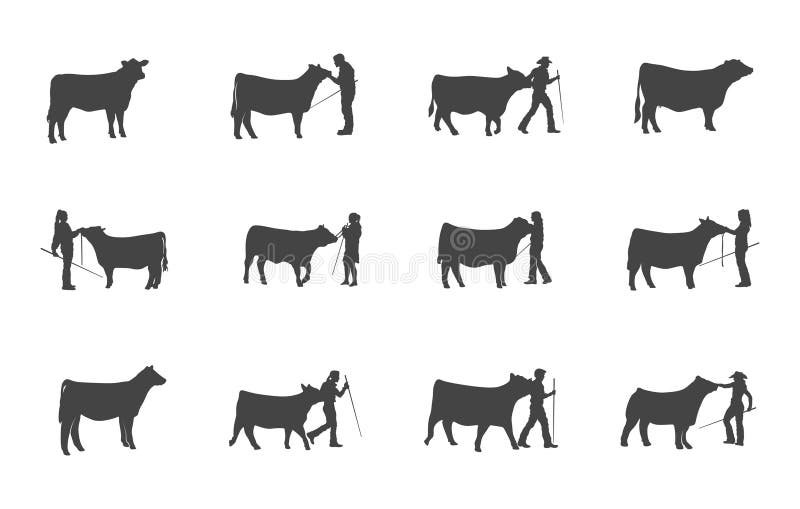 Show Heifer Silhouette, Livestock Vector, Show Cattle Vector, Show Cow ...