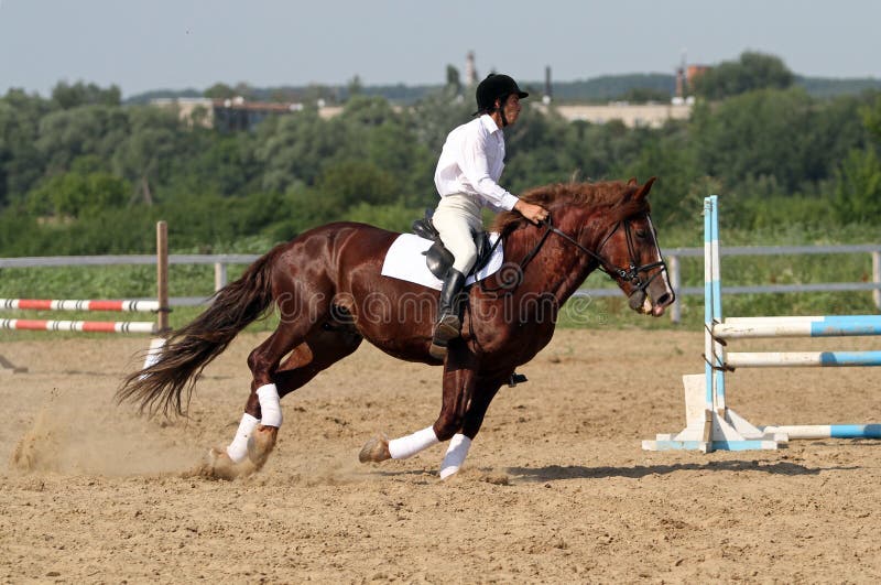 Show jumping editorial image. Image of breed, active - 25545375