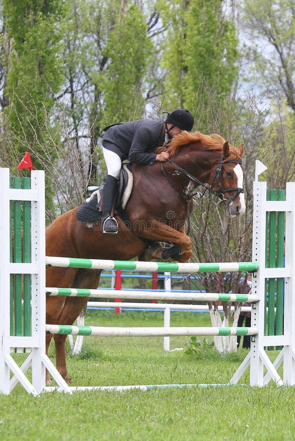 Show jumping stock photo. Image of gallop, jockey, jumping - 804510