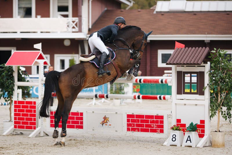Show jumping editorial stock image. Image of jump, mammals - 85717984