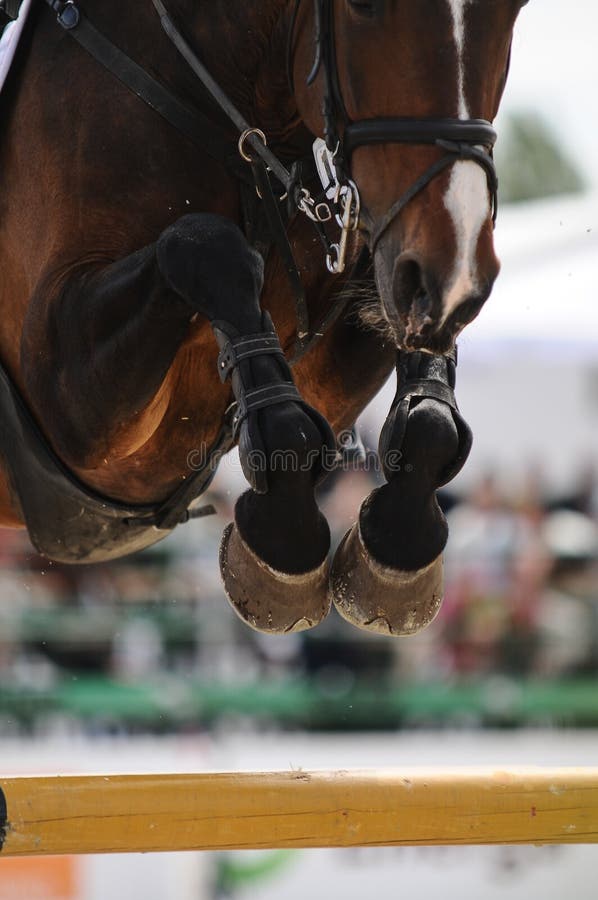 Western Gear stock photo. Image of horse, western, cowboy - 1079448