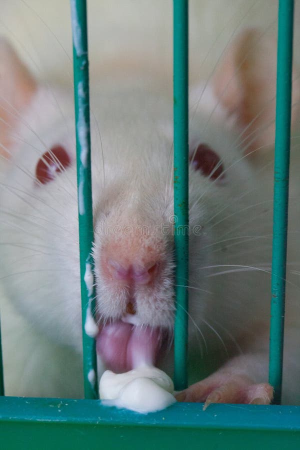 Show Language. White Rat Shows Tongue Stock Photo - Image of favorite ...