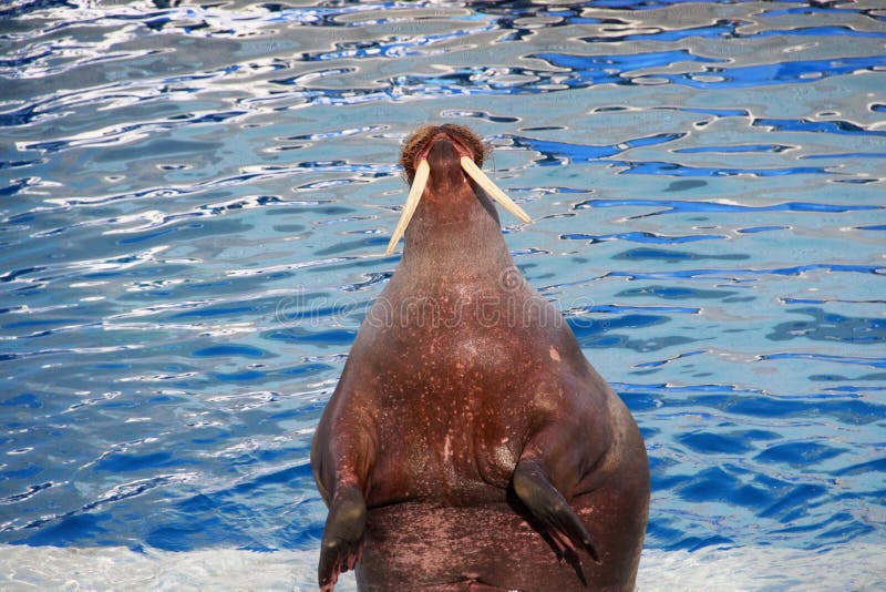 120 Big Fat Walrus Stock Photos - Free & Royalty-Free Stock Photos from ...