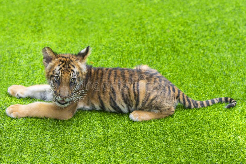 Show the Little Tiger Cubs Playing in the Zoo Stock Photo - Image of ...
