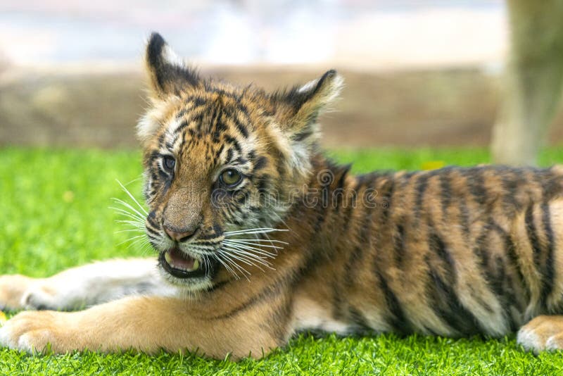 Show the Little Tiger Cubs Playing in the Zoo Stock Image - Image of ...