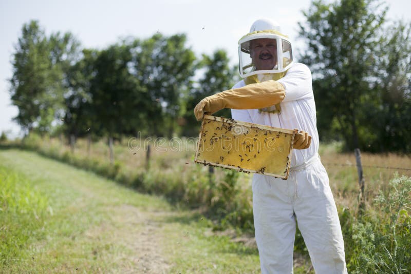 Show Me the Honey stock photo. Image of people, working - 20282748
