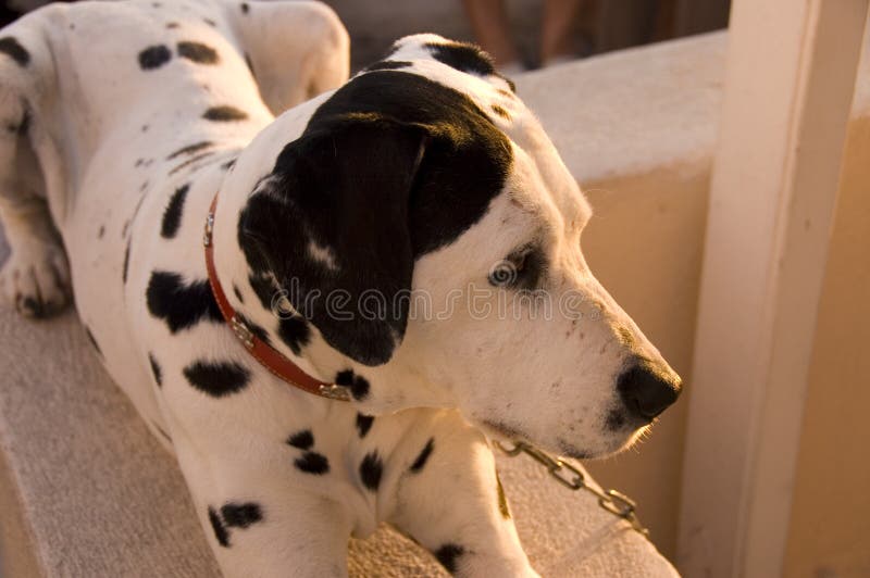 Show-off dog stock image. Image of traditional, leash - 2701375