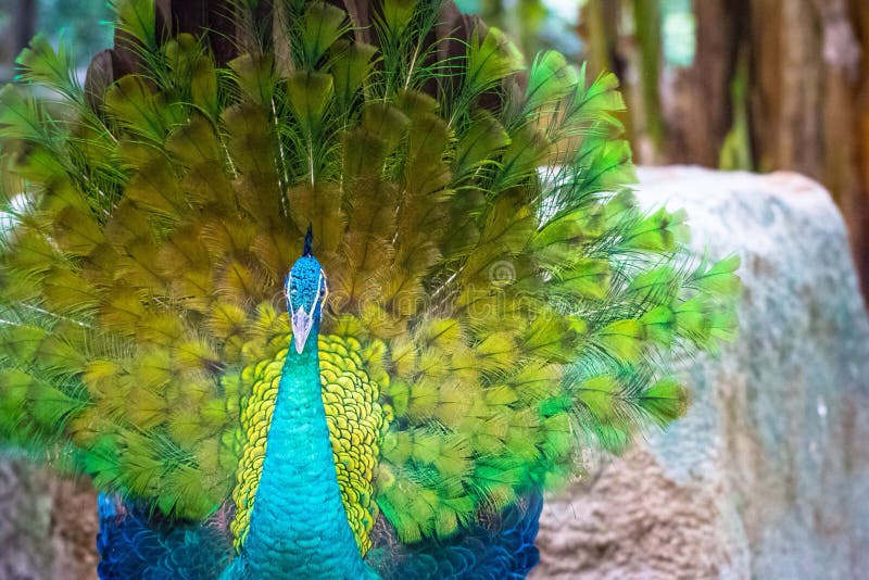 Show off stock photo. Image of yellow, show, spreading - 45821514