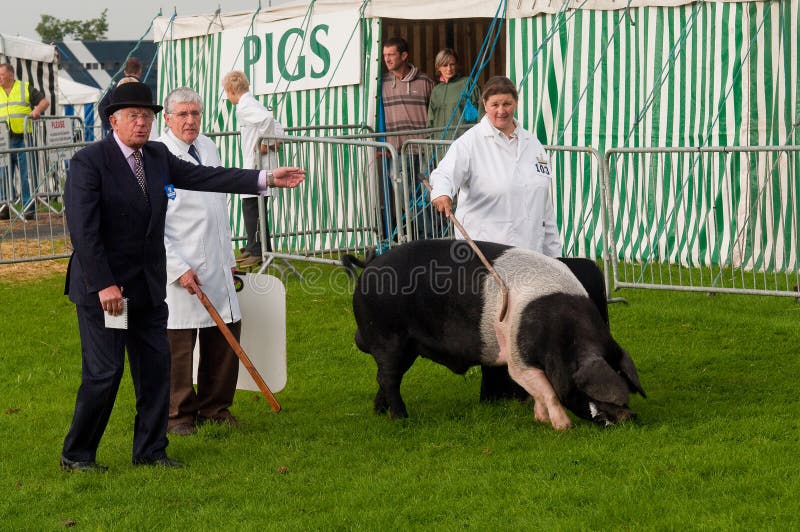 Show Pig editorial photography. Image of rural, country - 16035372