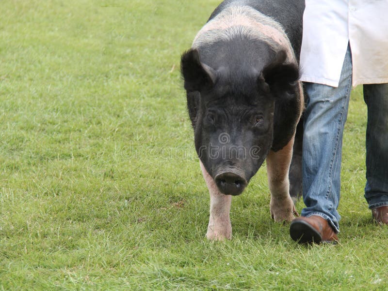 Show Pig. stock image. Image of swine, countryside, grass - 65043943