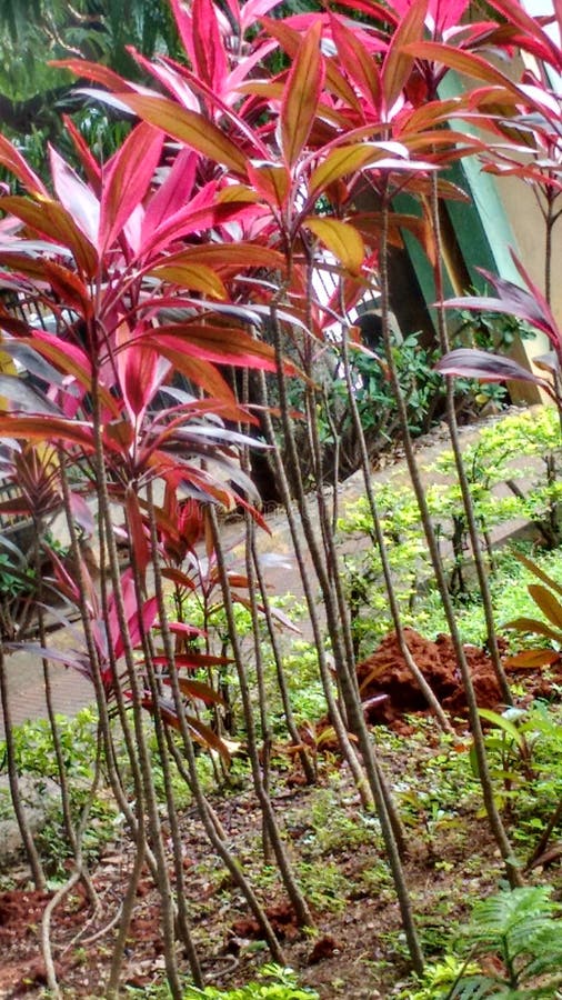 Show plant stock photo. Image of show, nature, stem - 125013388