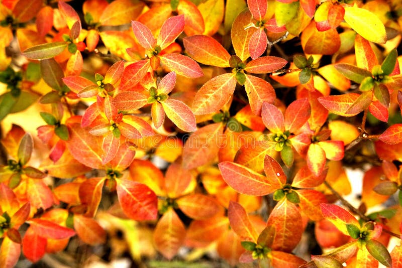 Show plants stock image. Image of colourful, show, plants - 61095349