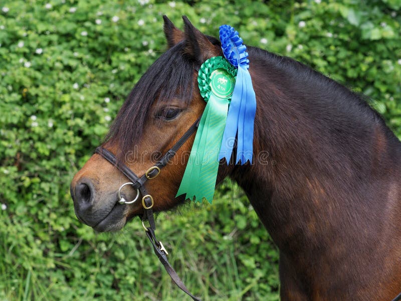 Horse in the Show Ring editorial photo. Image of sport - 156236366