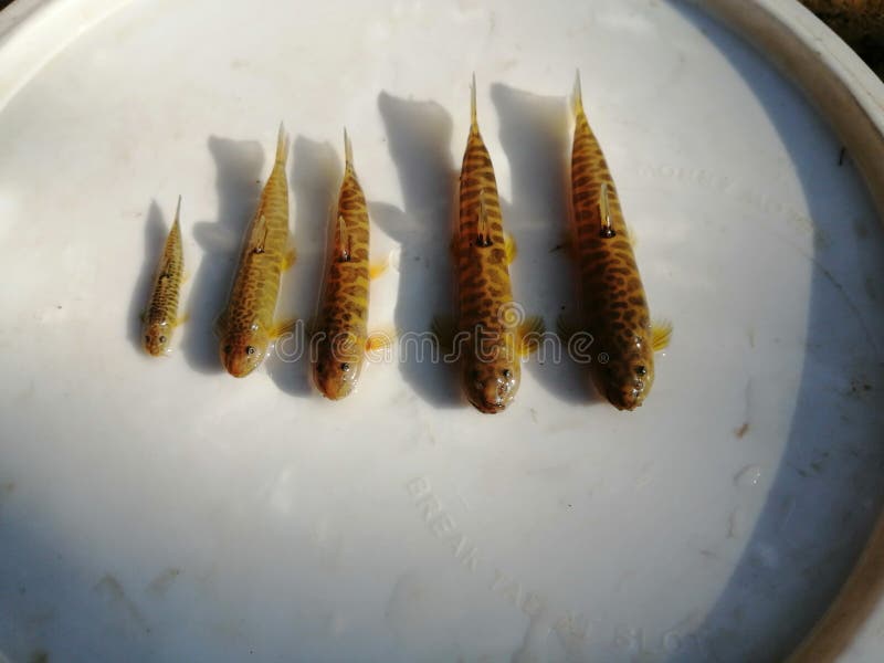 Show of Side in Ashala Fish Hunter Stock Photo - Image of dish, cuisine ...