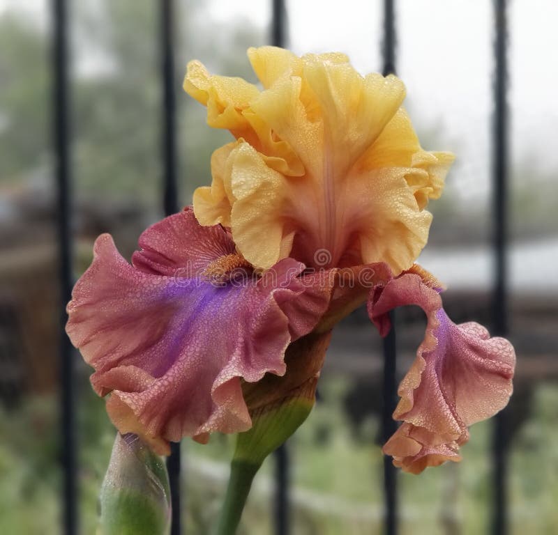 Iris Garden Series - Colorful Bearded Iris Show Your Colors Stock Photo ...