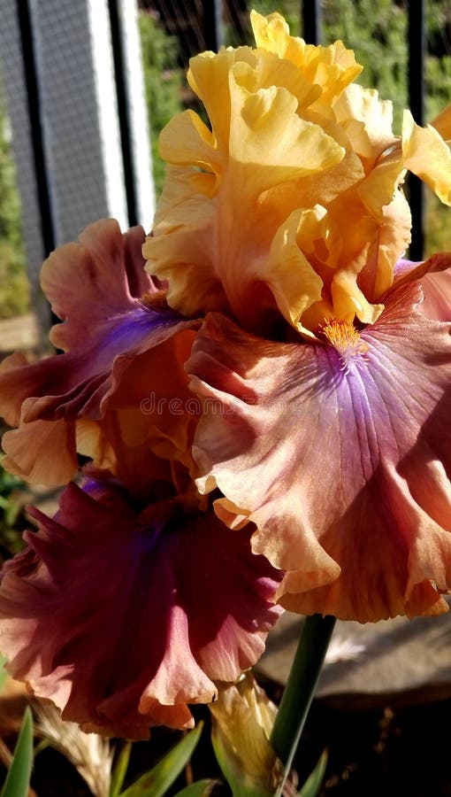 Iris Garden Series - Colorful Bearded Iris Show Your Colors Stock Photo ...