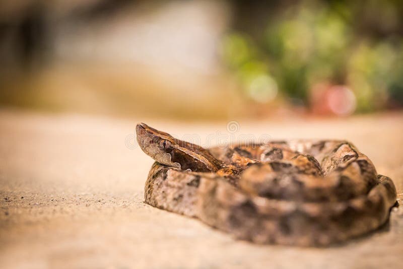 Beautiful Snake Showcase in the Zoo Stock Image - Image of life, creep ...