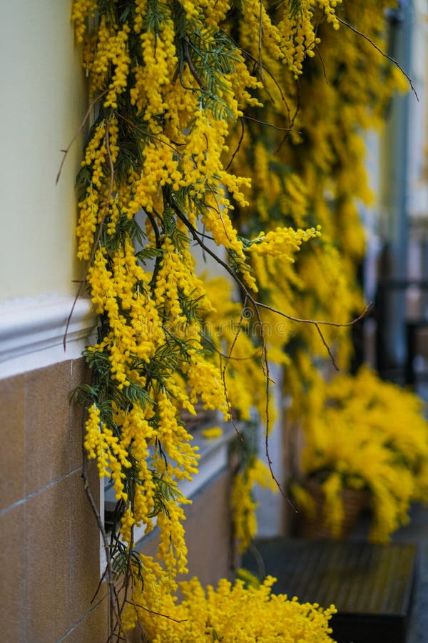 Surprise Lady Mimosa Show Stock Photos - Free & Royalty-Free Stock ...