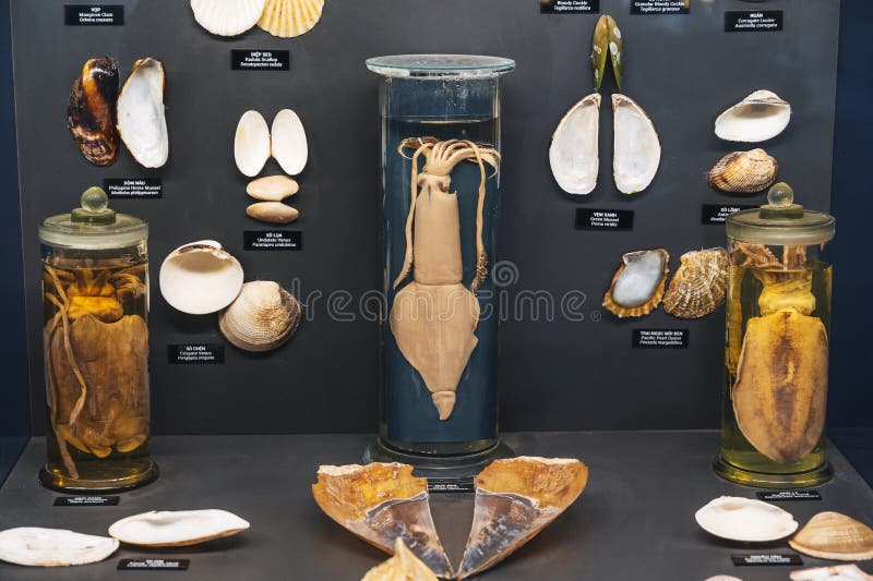 Showcase with Different Exhibits of Sea Shells. Nha Trang, Vietnam ...