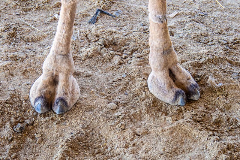 Bovine Ali Cultures Stock Photos - Free & Royalty-Free Stock Photos ...