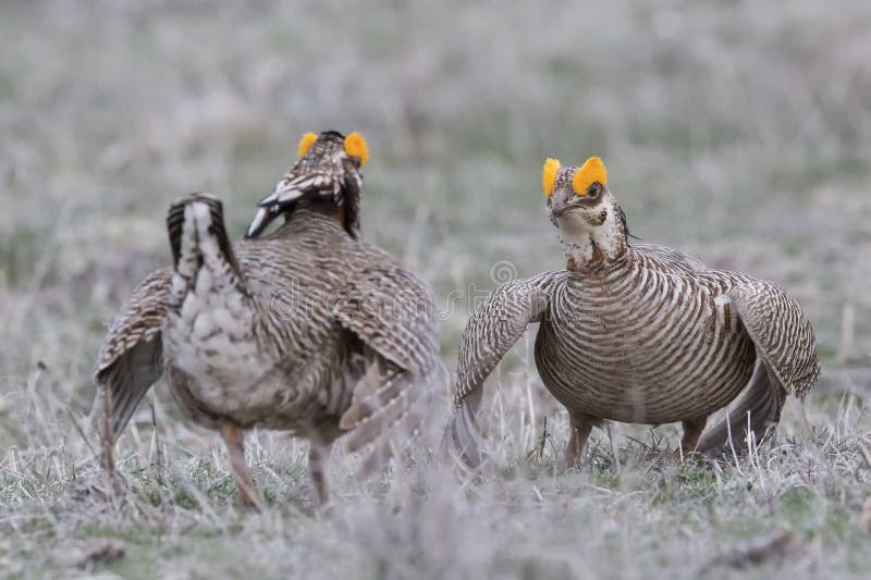 Female Lesser Prairie Chicken Stock Image - Image of watching, bird ...