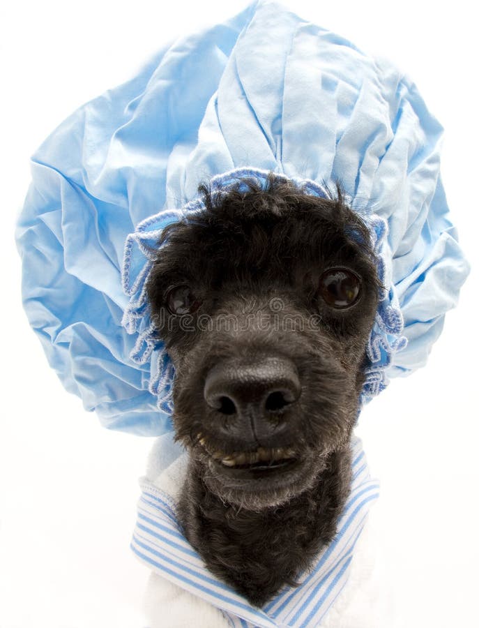Shower Cap Pooch from Fisheye Angle Stock Photo - Image of blue, shower ...