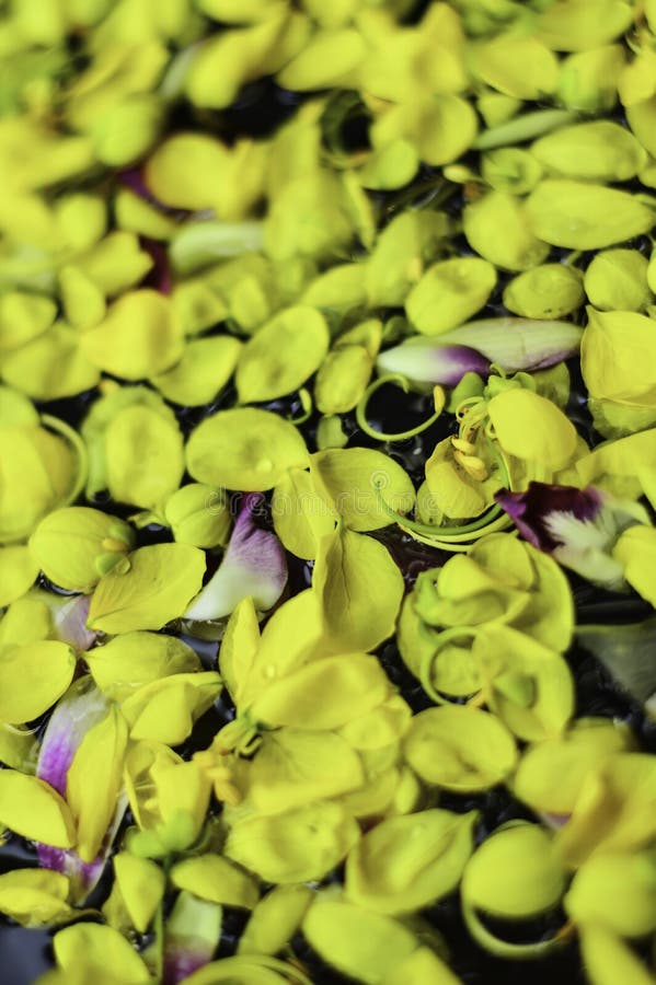 Shower Flower stock photo. Image of bright, flower, beautiful - 67533788