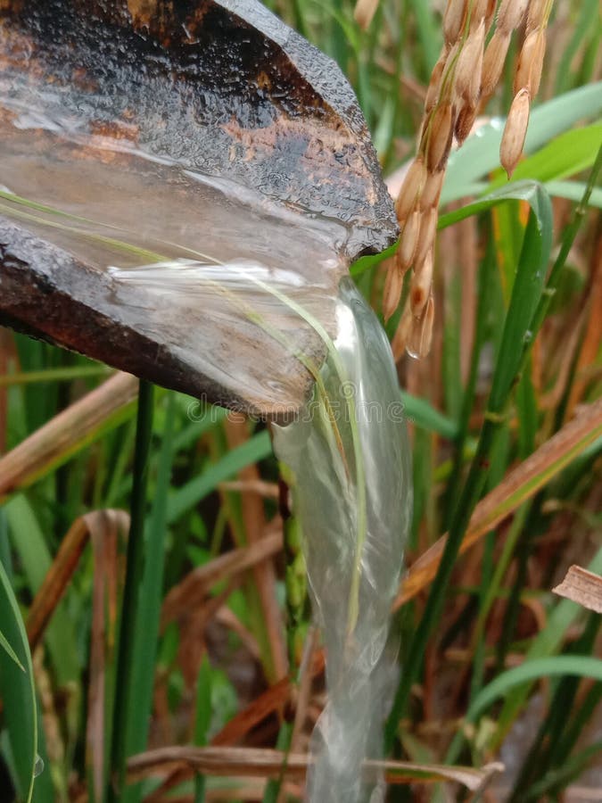 Shower Water Using Bamboo in the Rice Fields Stock Image - Image of ...