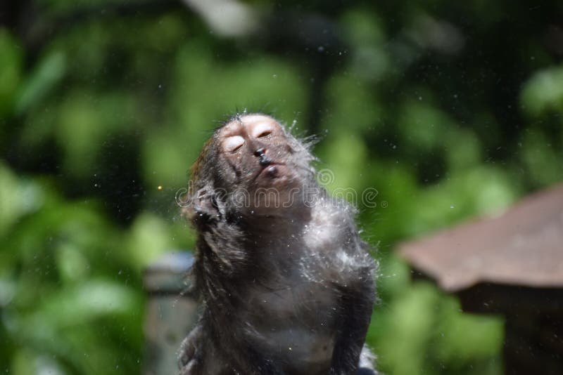 Showered monkey. stock image. Image of time, bath, monkey - 78460953