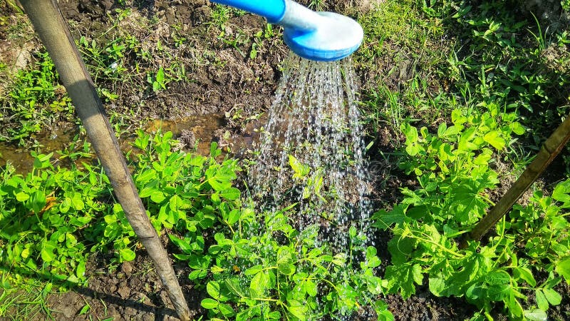 Showering Plants with Fresh Water in the Garden Stock Image - Image of ...