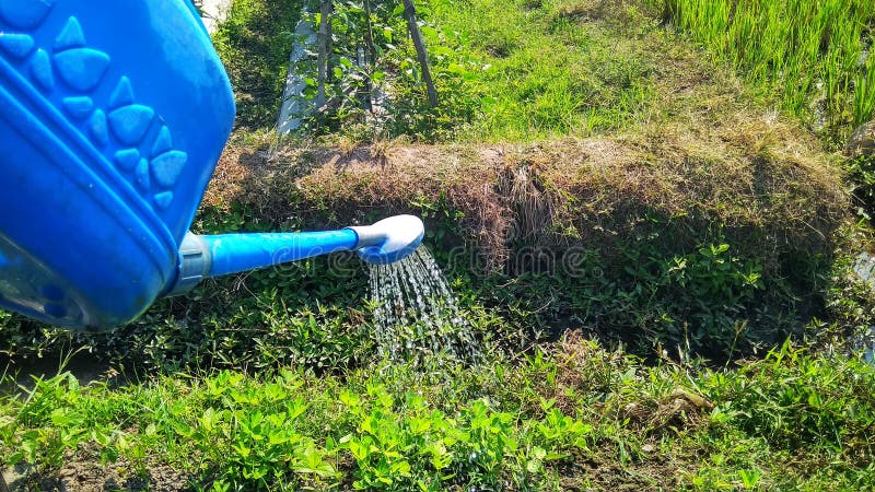 Showering plants stock image. Image of plants, showering - 155002721