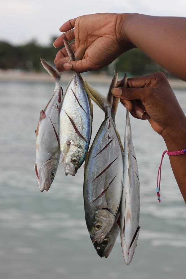 Showing the catch stock photo. Image of colirubia, custom - 24718176